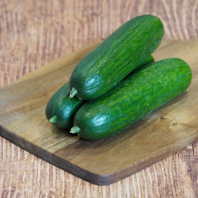 Concombre mini Hollande - Les 5 Fermes
